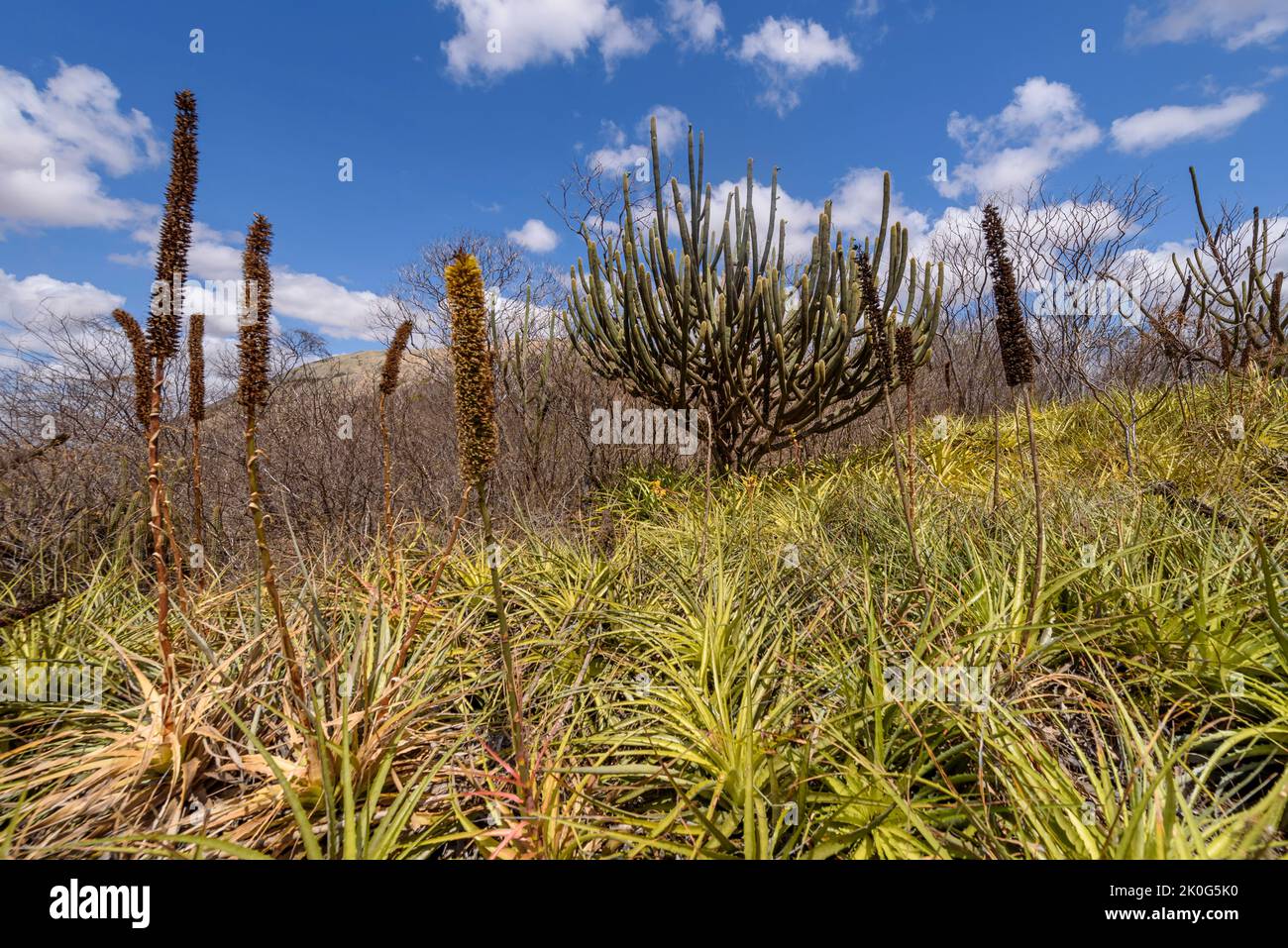 Brazilian Caatinga biome. Typical vegetation, Macambira (Bromeliaceae ...