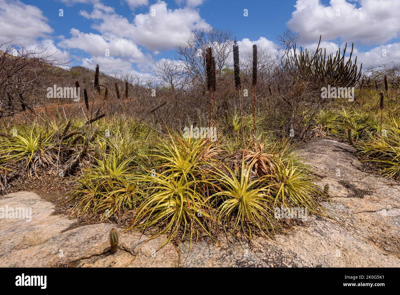 Brazilian Caatinga biome. Typical vegetation, Macambira (Bromeliaceae ...