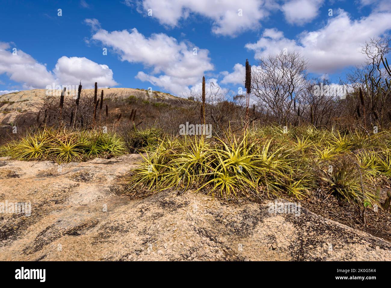 Brazilian Caatinga biome. Typical vegetation, Macambira (Bromeliaceae ...
