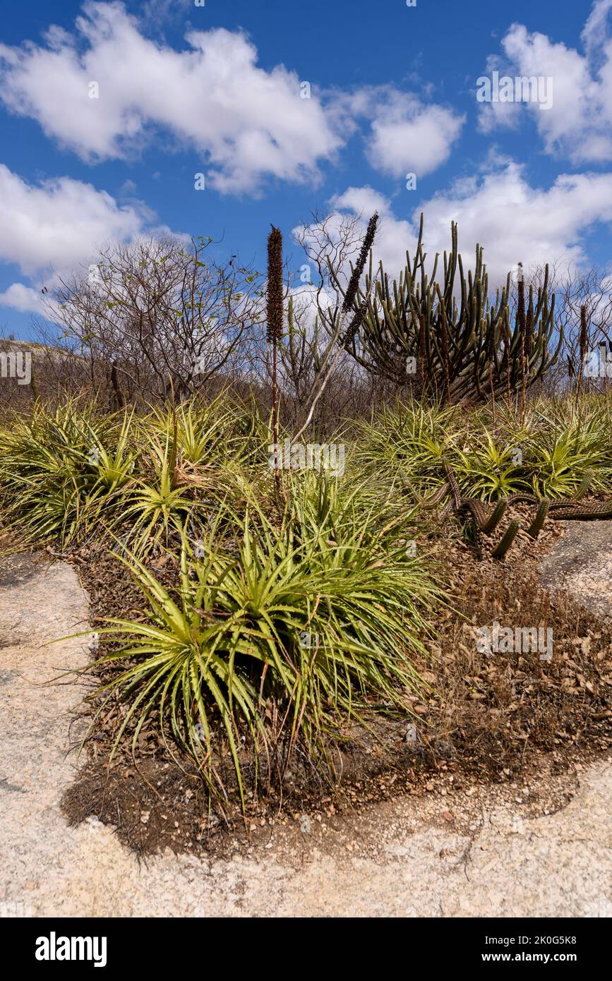Brazilian Caatinga biome. Typical vegetation, Macambira (Bromeliaceae ...