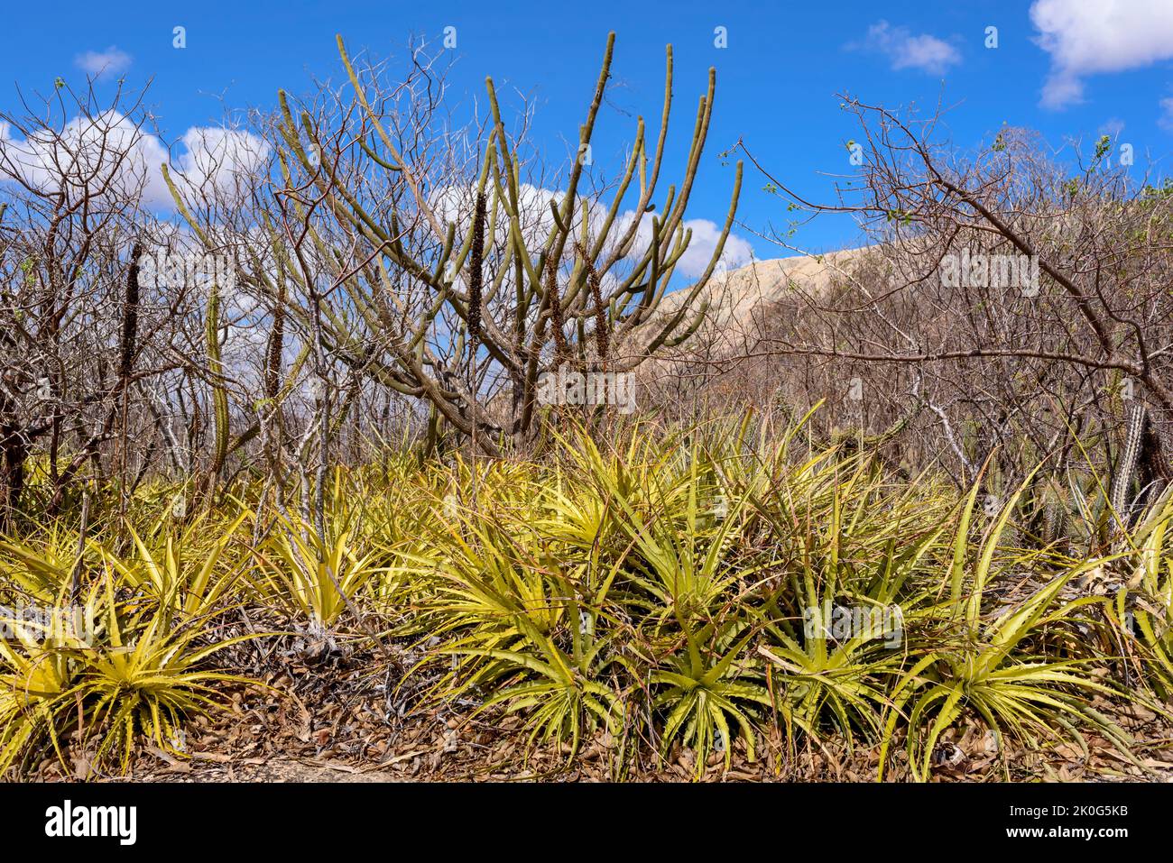 Brazilian Caatinga biome. Typical vegetation, Macambira (Bromeliaceae ...