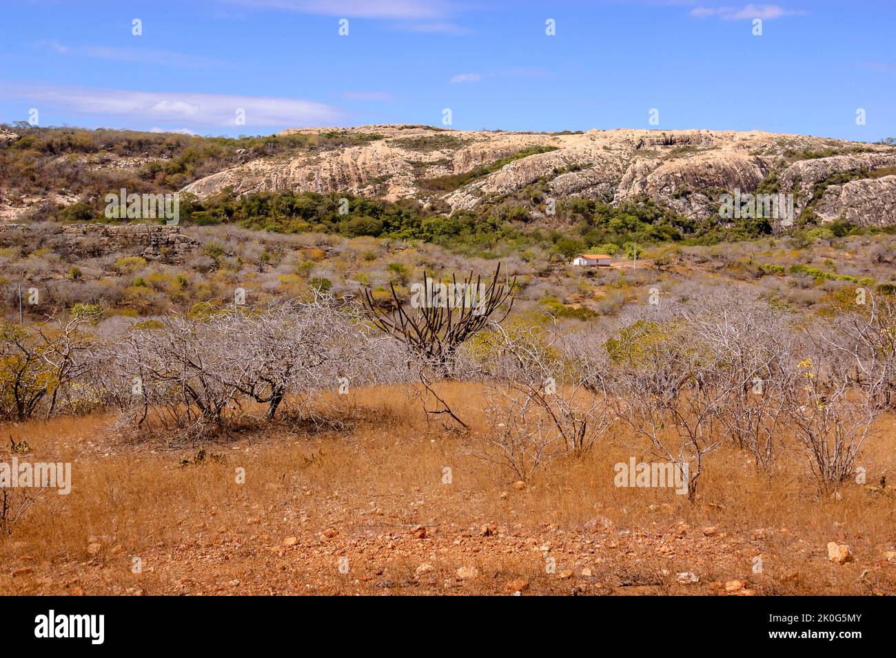 Biome caatinga hi-res stock photography and images - Alamy