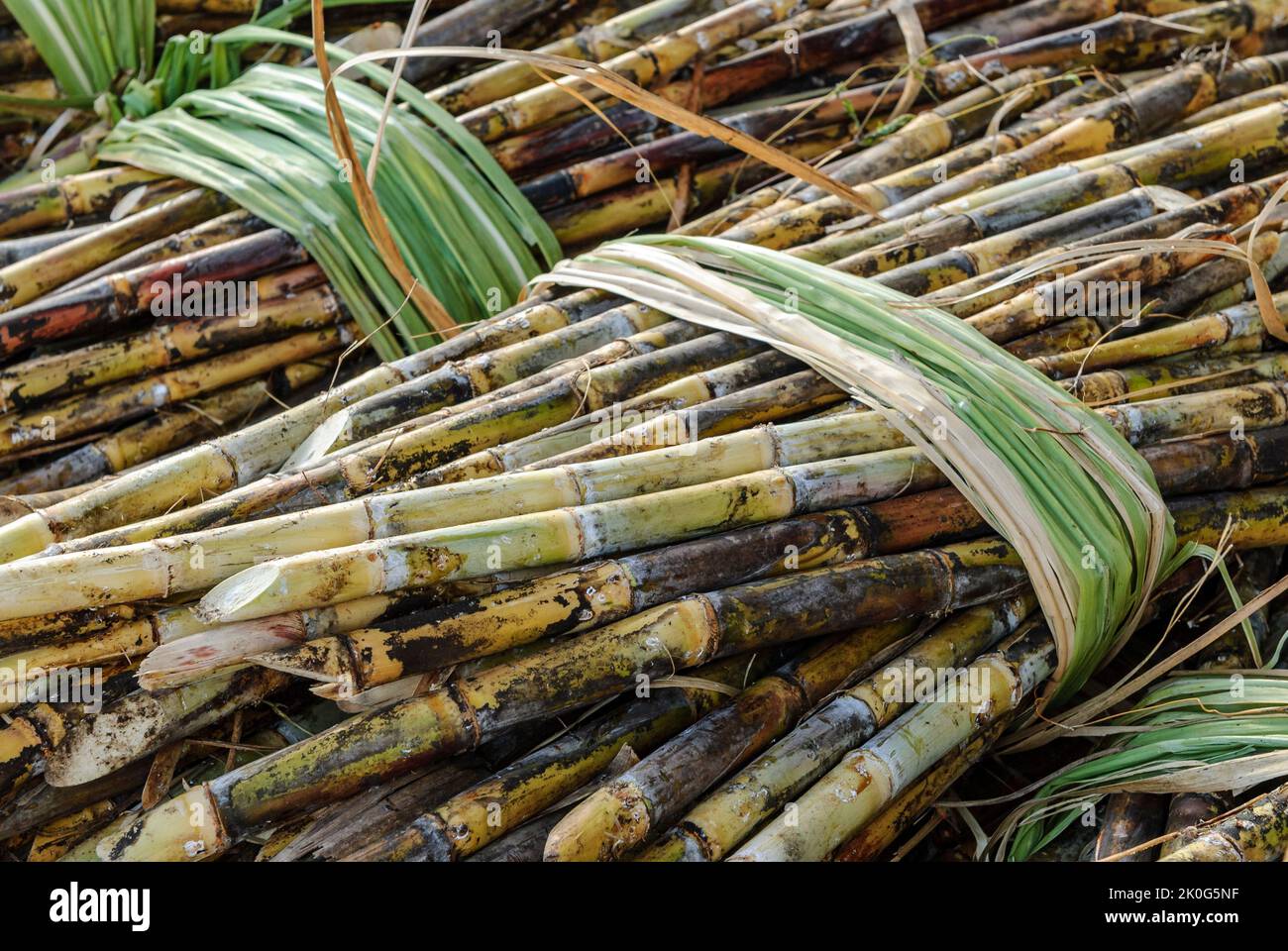 Sugar cane harvested forming texture. Brazilian agriculture Stock Photo ...