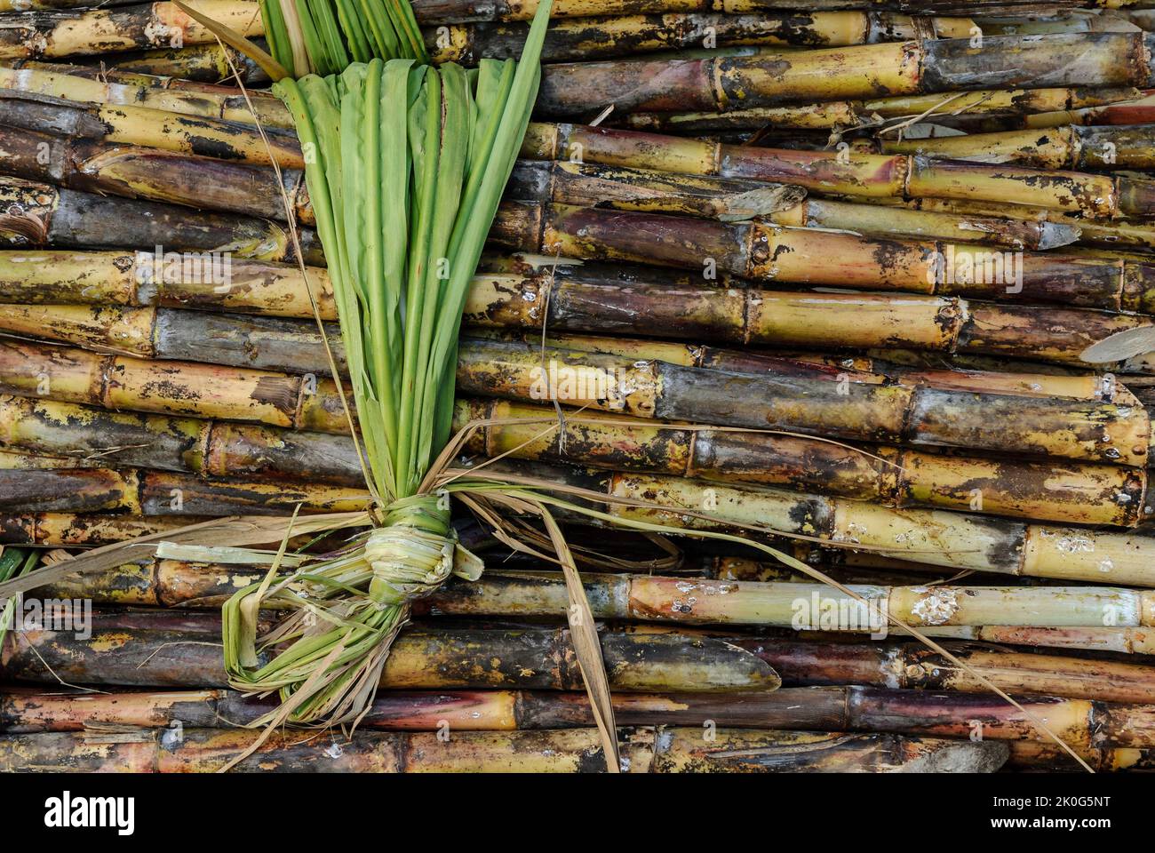 Sugar cane harvested forming texture. Brazilian agriculture Stock Photo ...