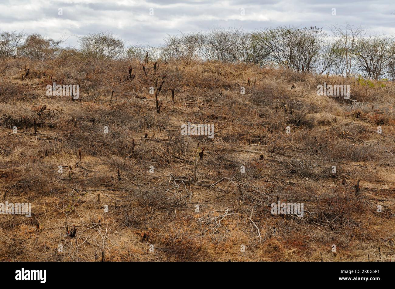 Deforestation in the Caatinga biome, semi-arid region of northeastern ...
