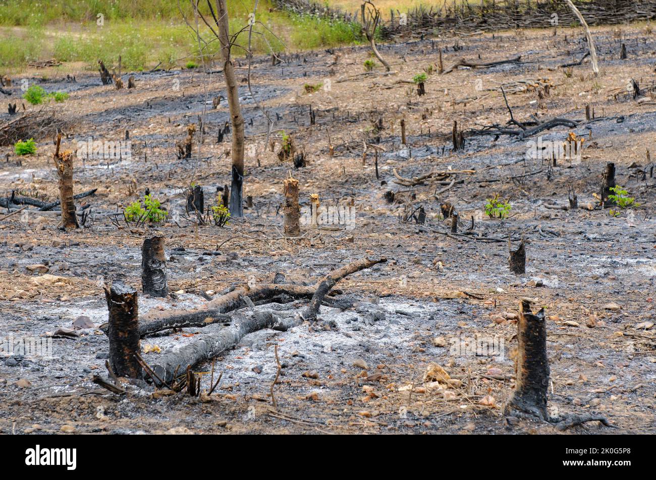 Deforestation in the Caatinga biome, semi-arid region of northeastern ...