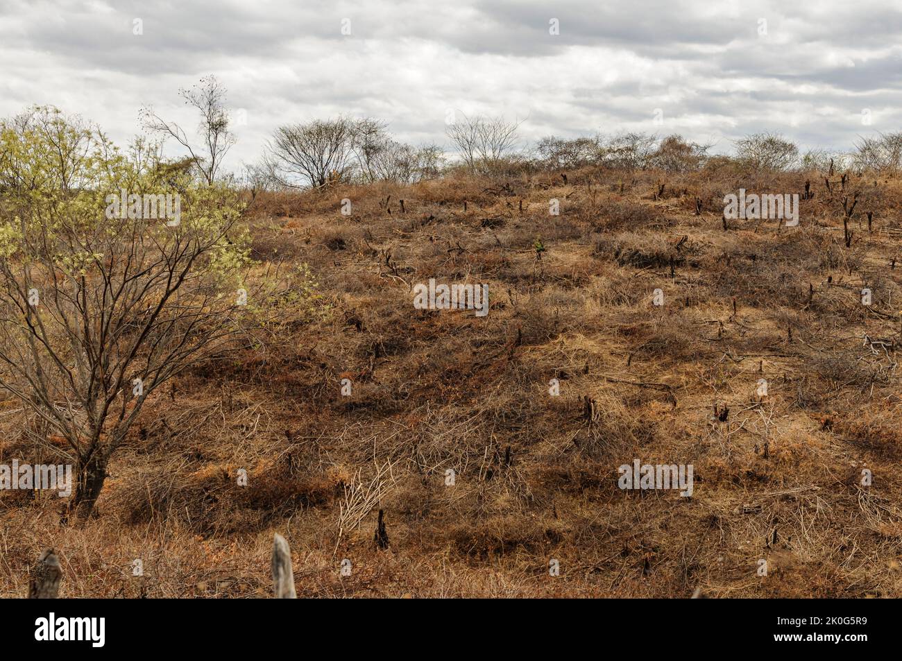 Deforestation in the Caatinga biome, semi-arid region of northeastern ...
