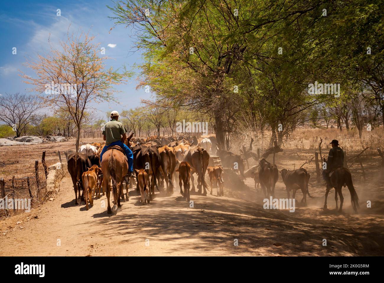 Uirauna hi-res stock photography and images - Alamy
