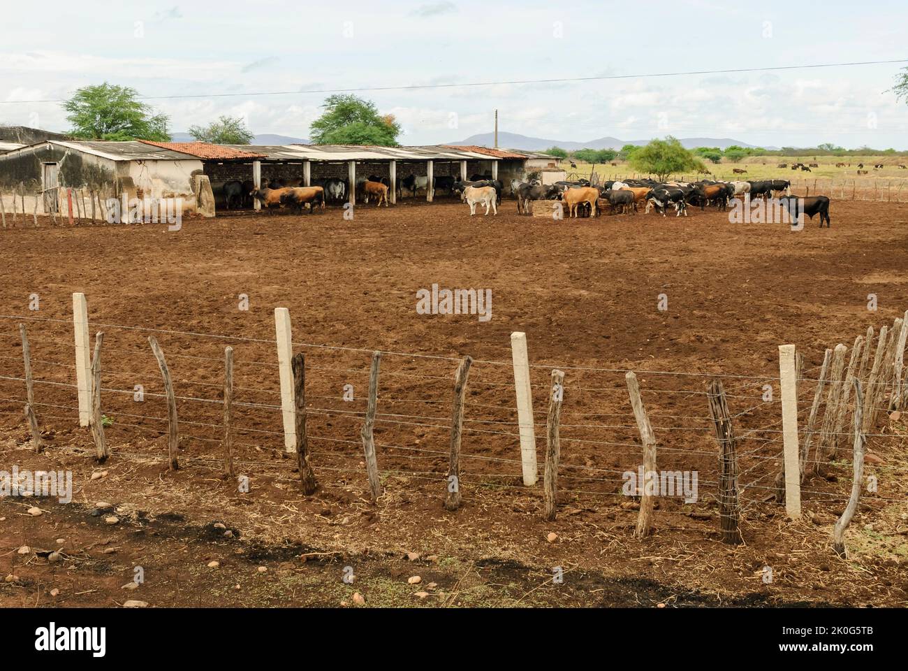 Caatinga brazil hi-res stock photography and images - Alamy