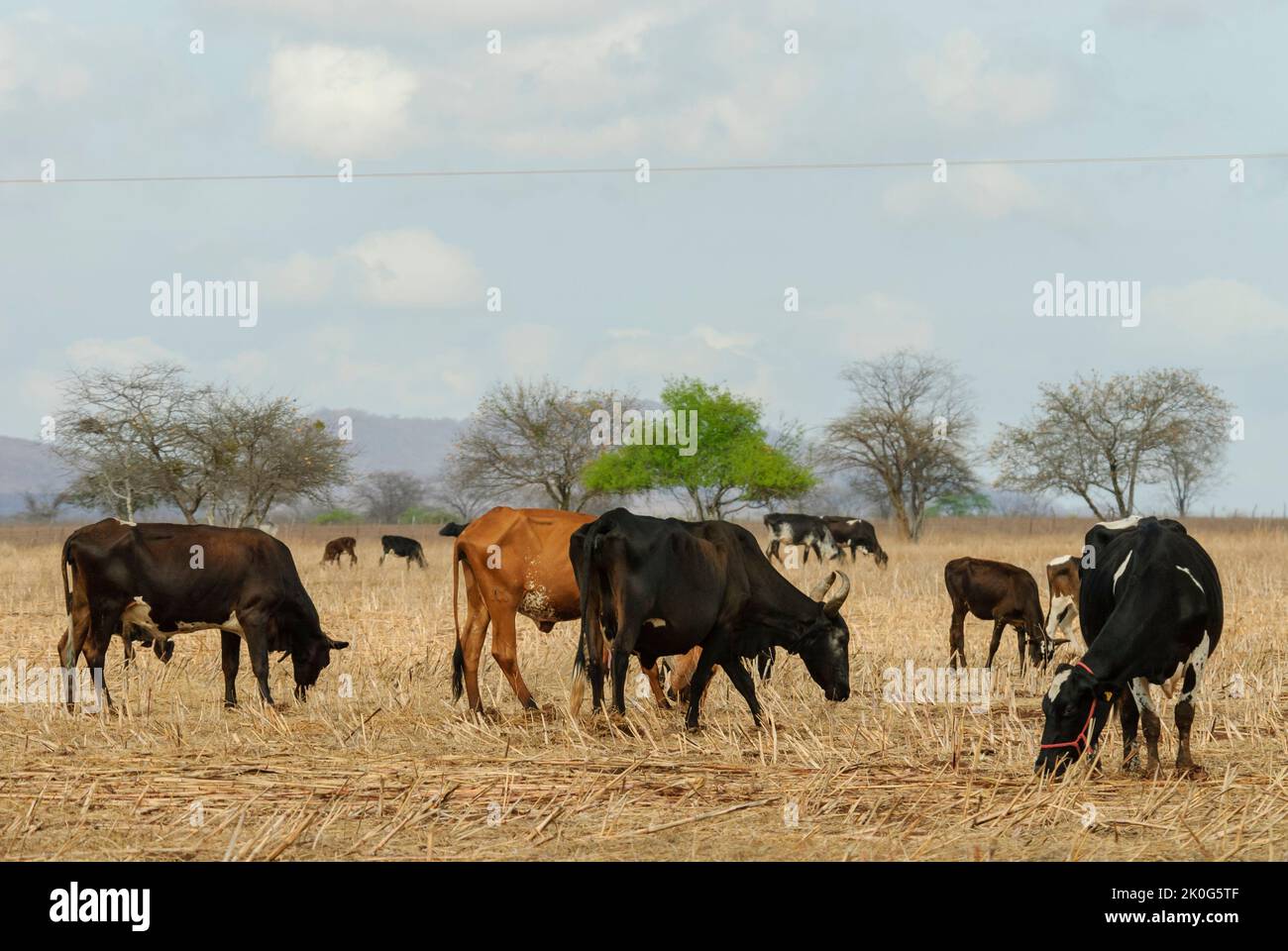 Cattle grazing in the dry season in the Caatinga biome in Uirauna ...