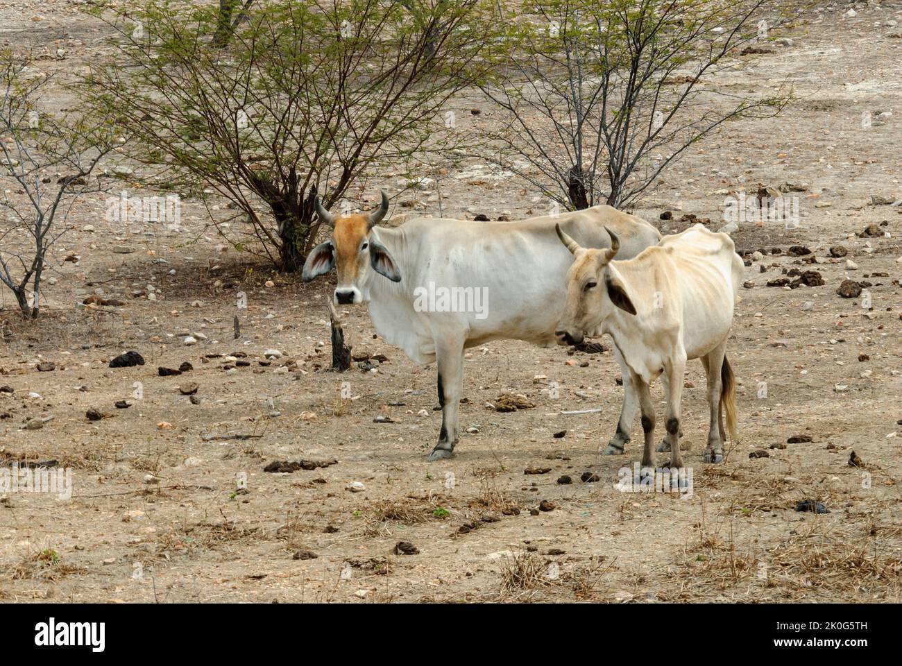 Cattle in the dry season in the Caatinga biome in Lastro, Paraíba ...