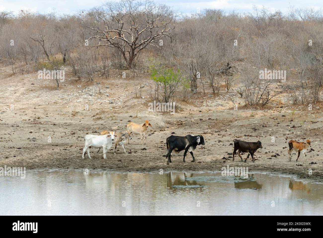 Cattle in a muddy lake in the dry season in the Caatinga biome in ...