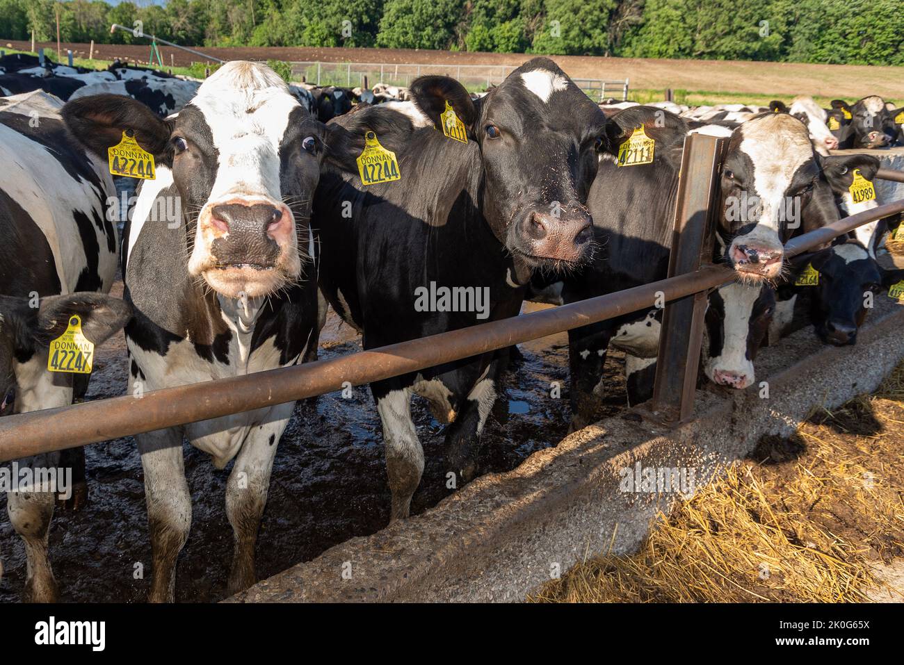 Holstein Dairy Cows. Livingston County. York, New York Stock Photo - Alamy