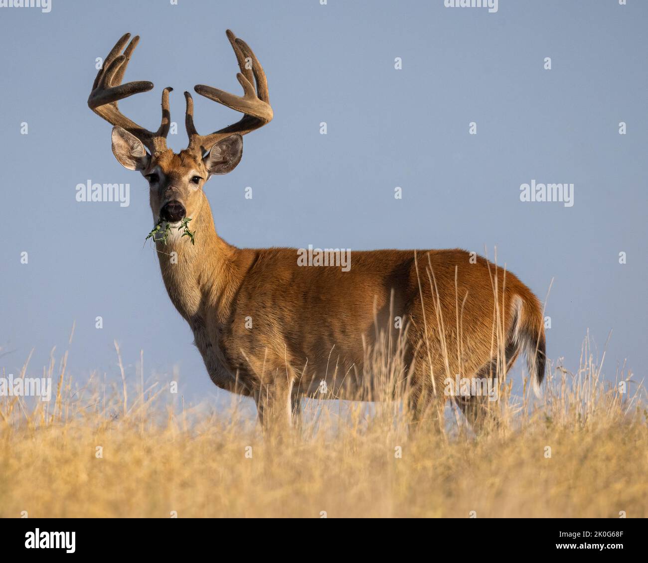 Buck White-tailed deer (odocoileus virgnianus) standing broad side with ...