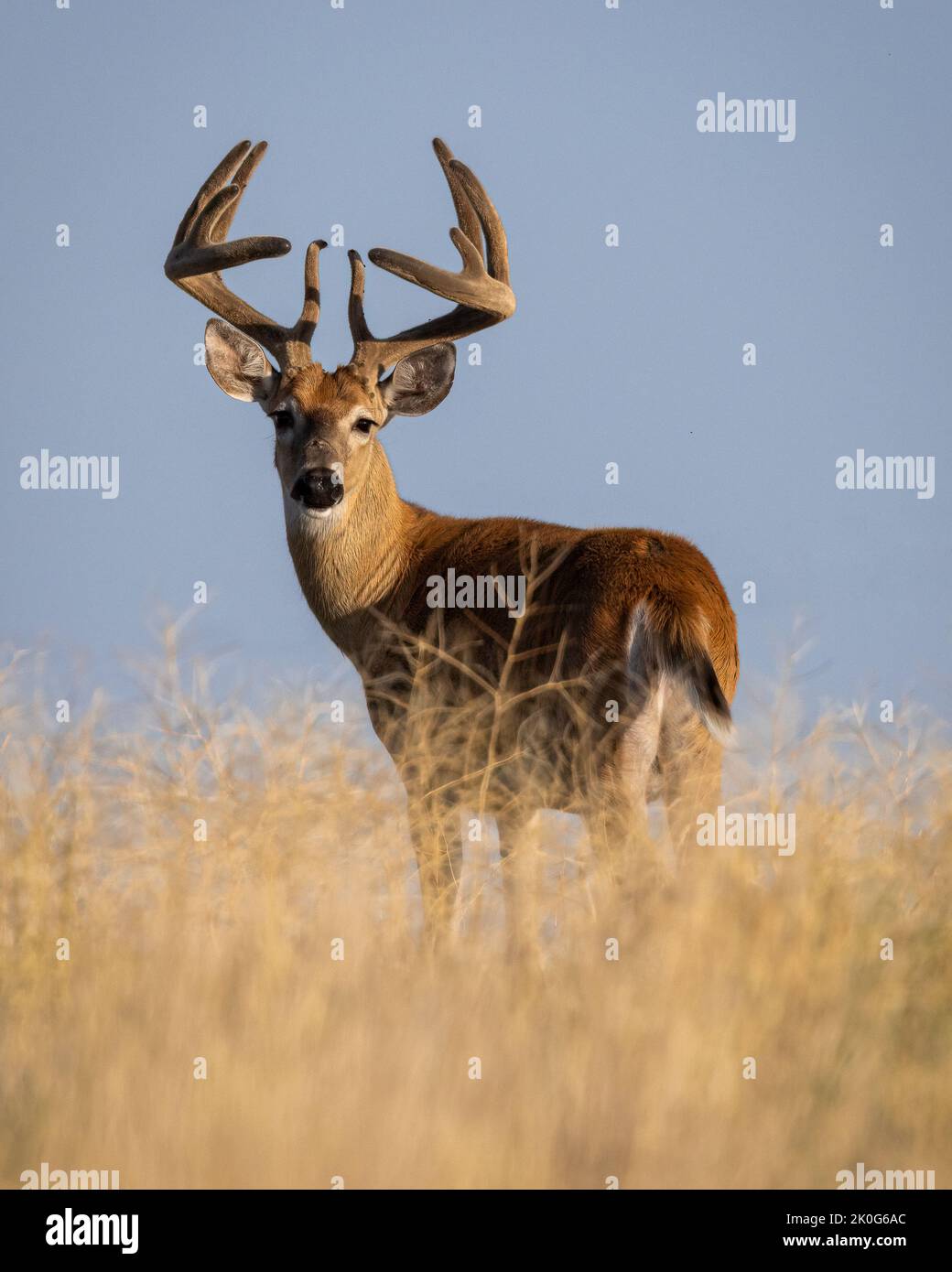 Whitetail Deer Antler Side