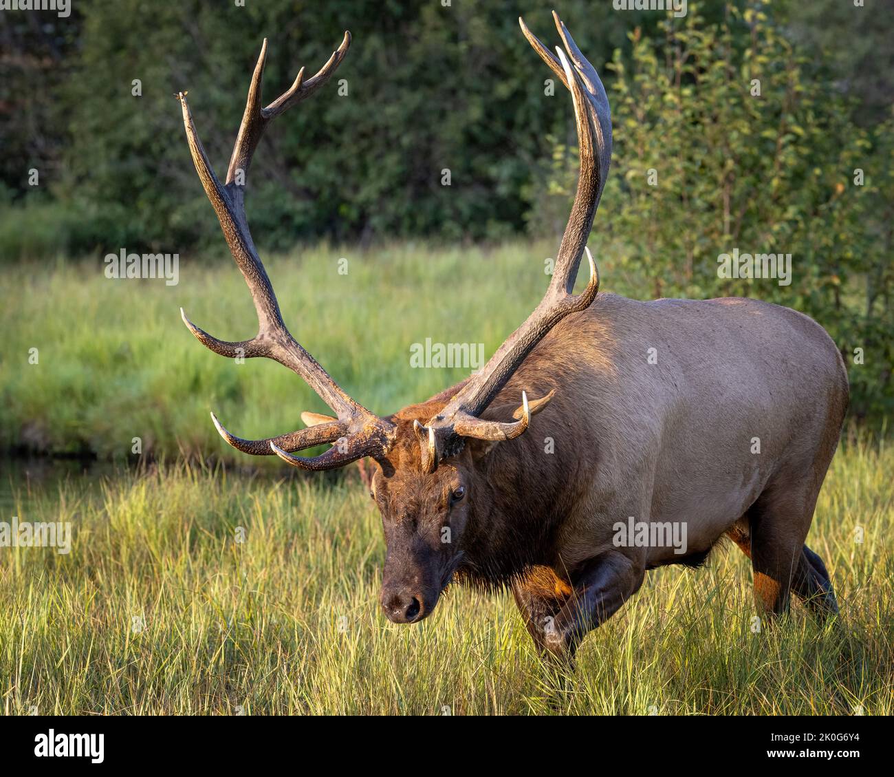 Bull elk (Cervus canadensis nelsoni) walking keeping his harem together ...