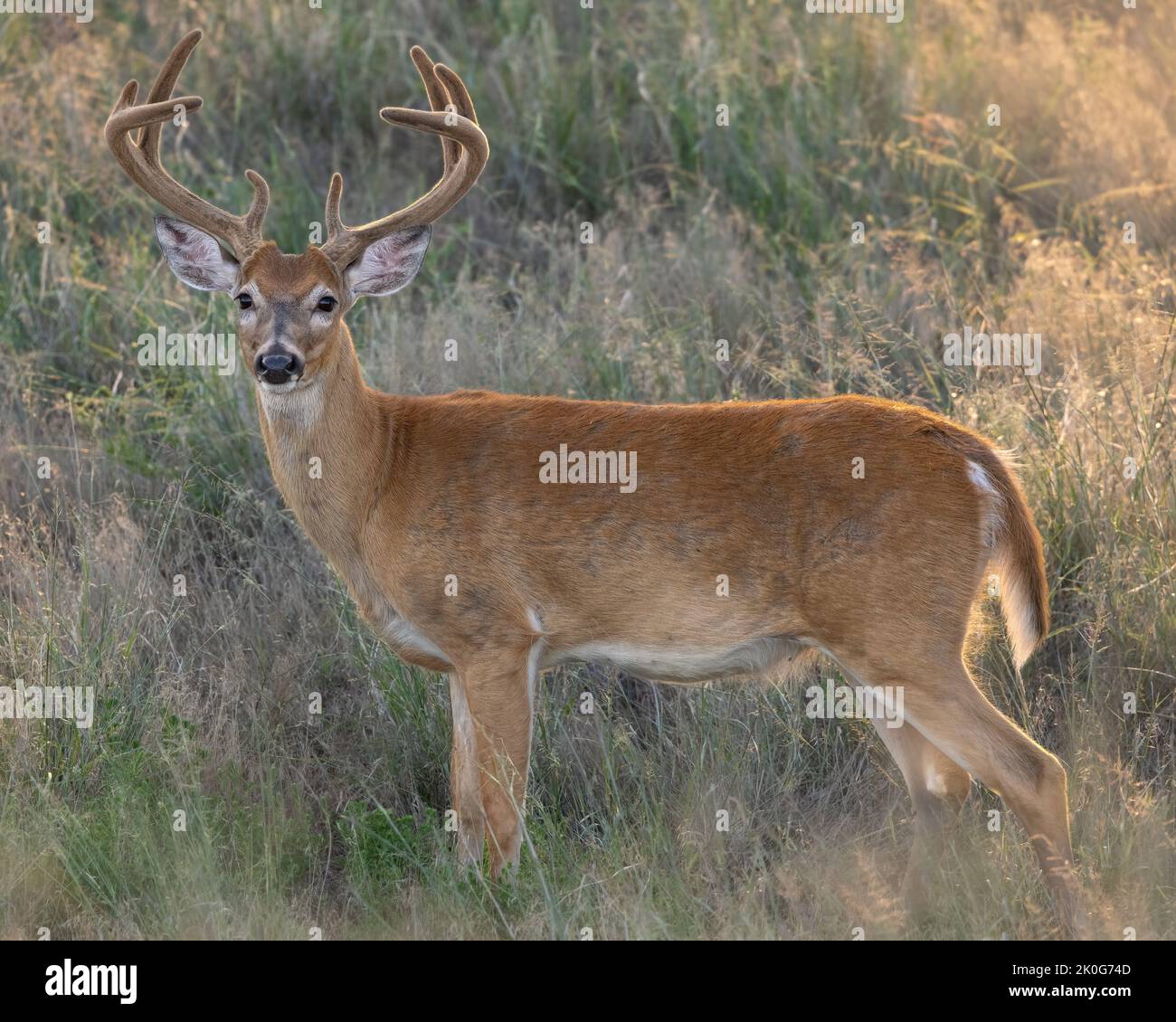 Buck White-tailed deer (odocoileus virgnianus) standing broad side with ...