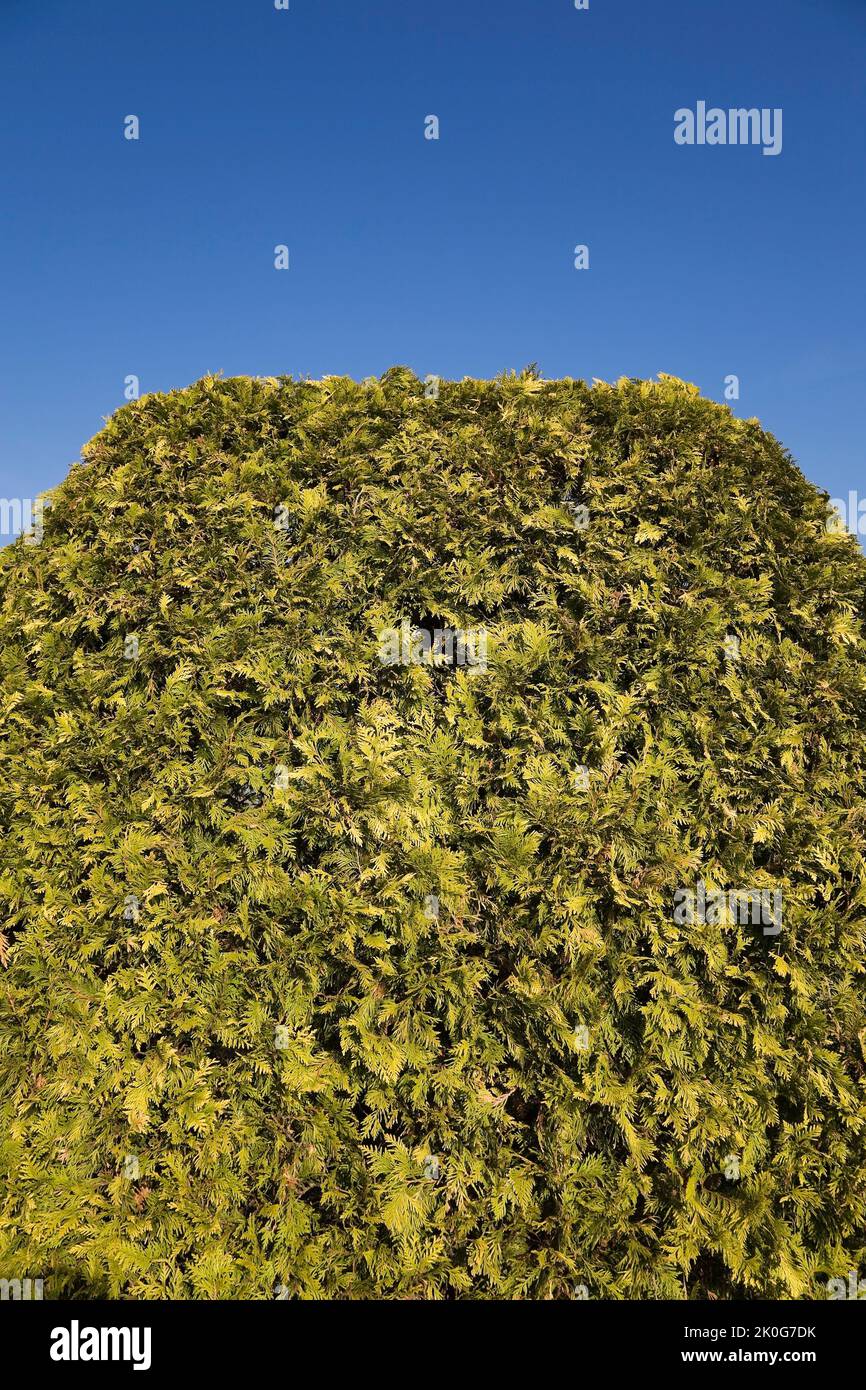Trimmed Thuja occidentalis - Cedar hedge against a clear blue sky in ...