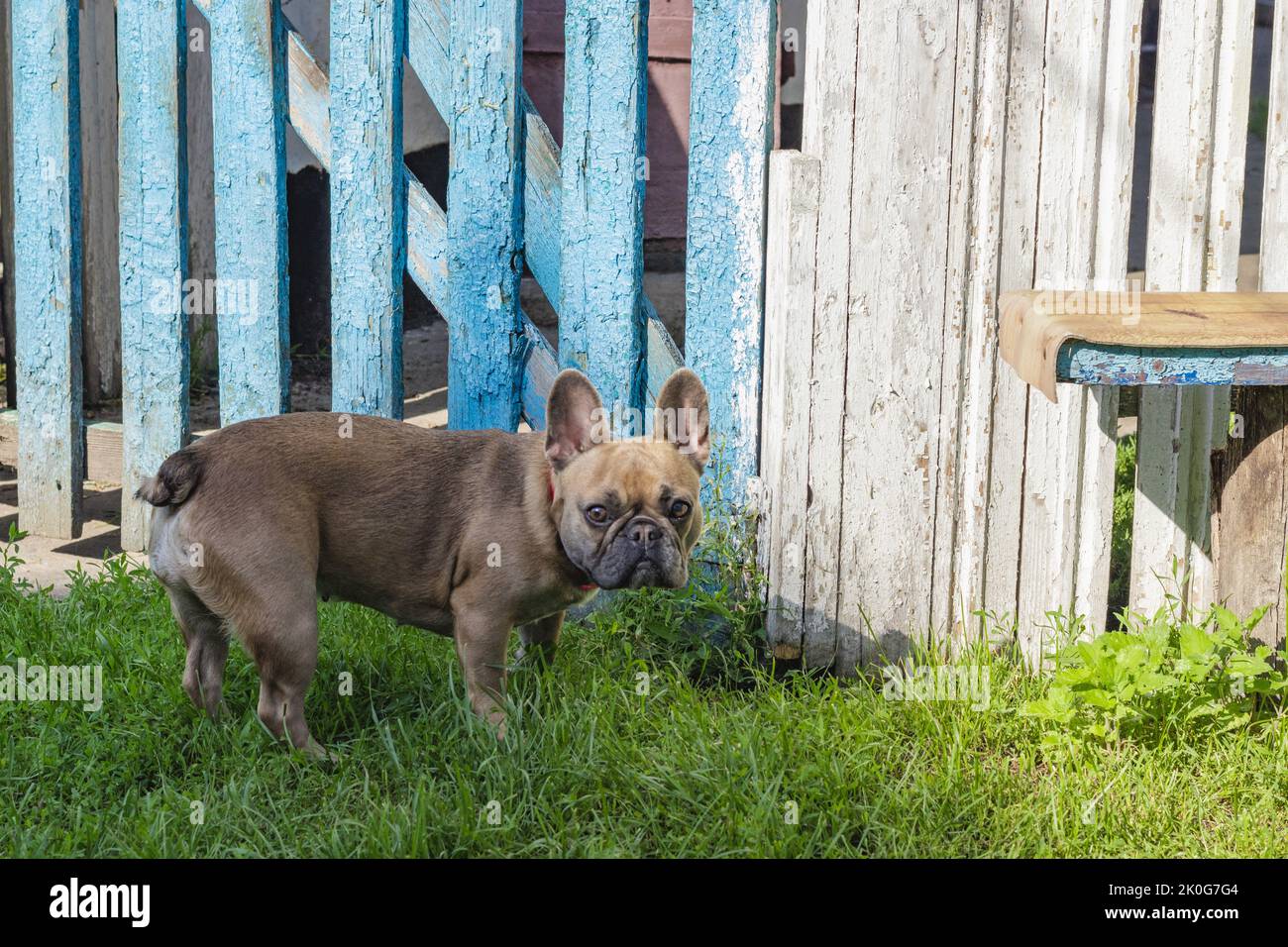 Curious Brown french bulldog hunting, Cute french bulldog playing ...