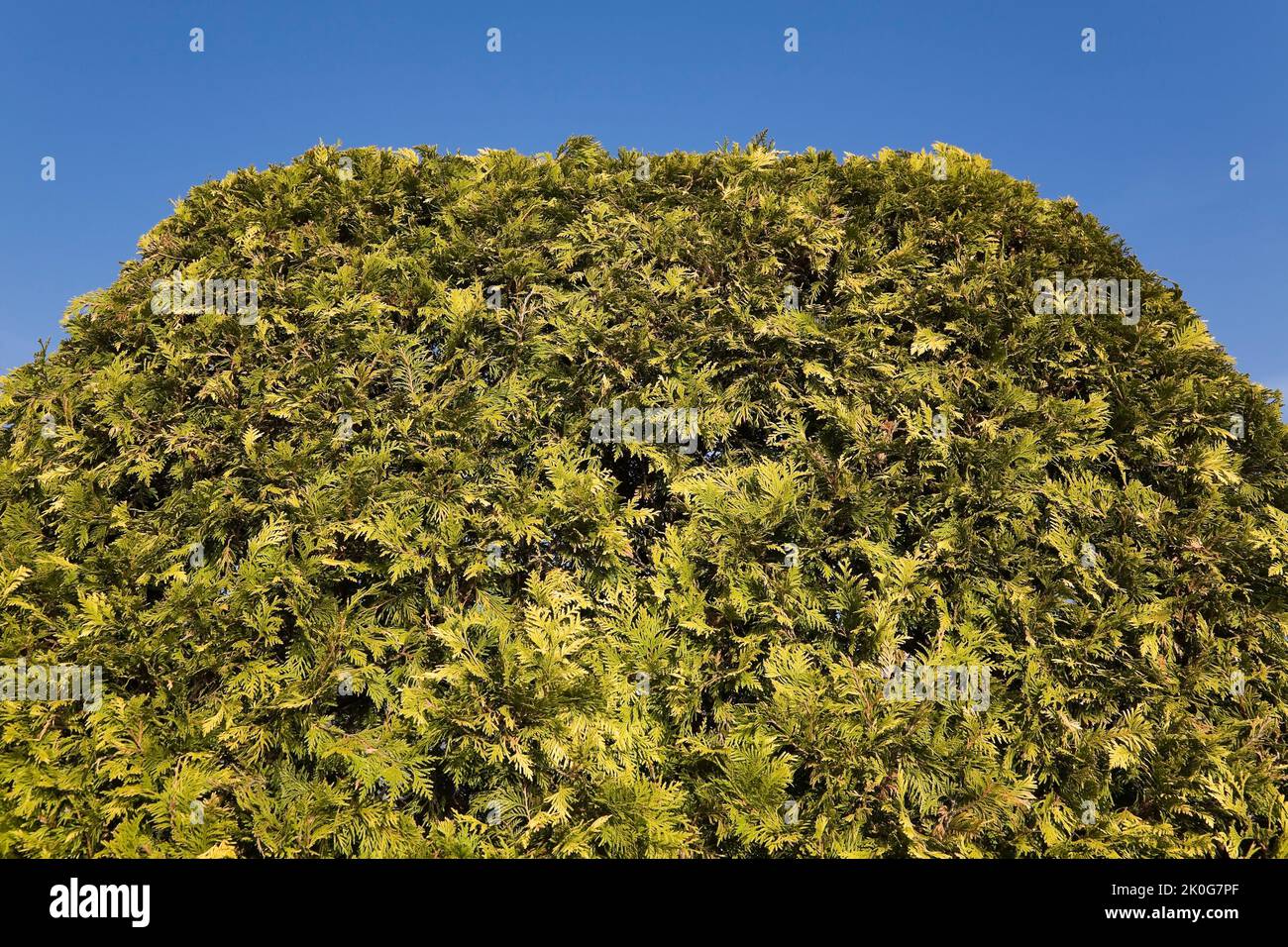 Trimmed Thuja occidentalis - Cedar hedge against a clear blue sky in ...