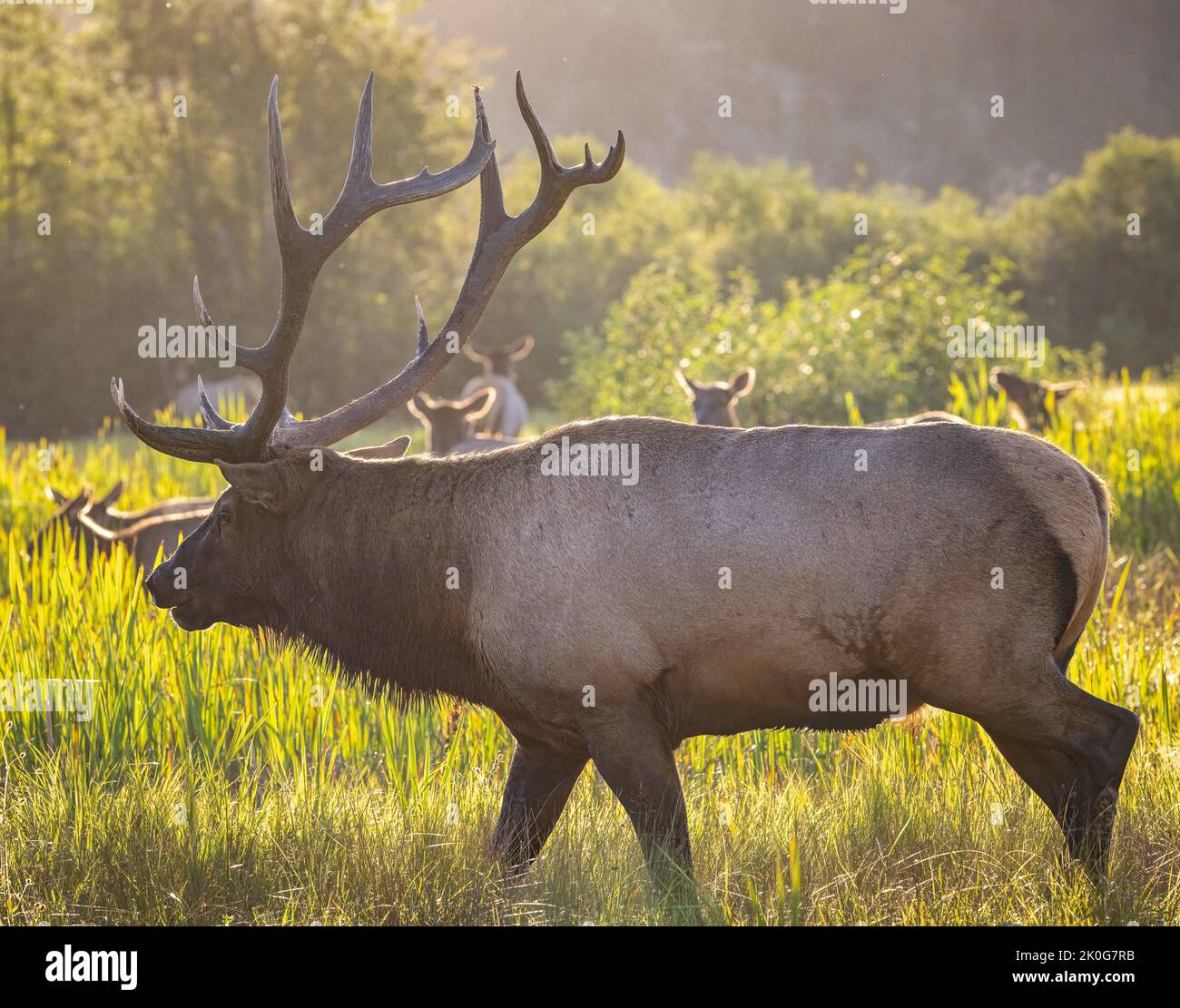 Bull elk (Cervus canadensis nelsoni) walking keeping his harem together ...