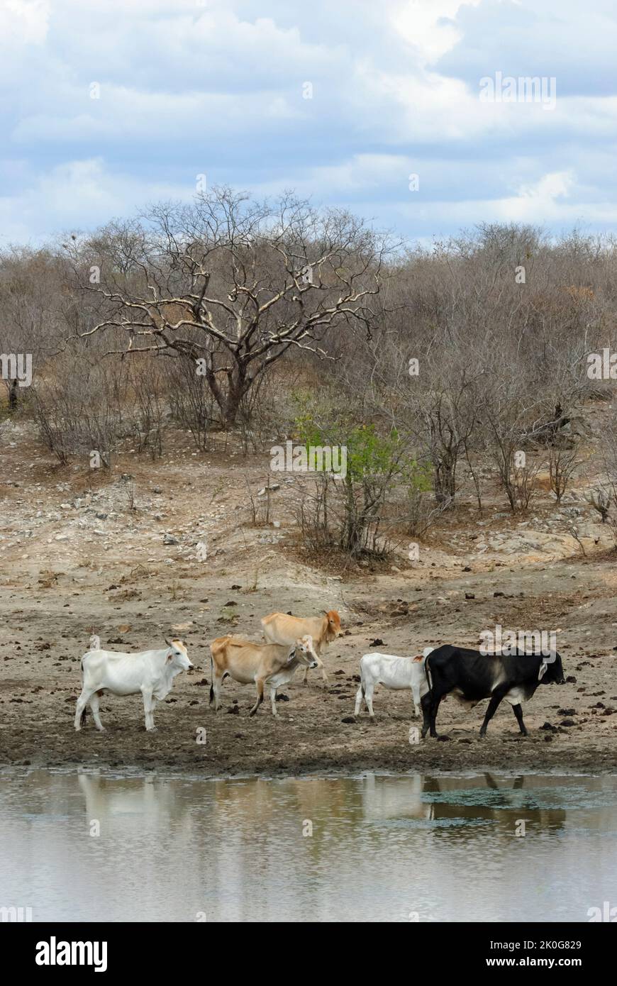 Cattle in a muddy lake in the dry season in the Caatinga biome in ...