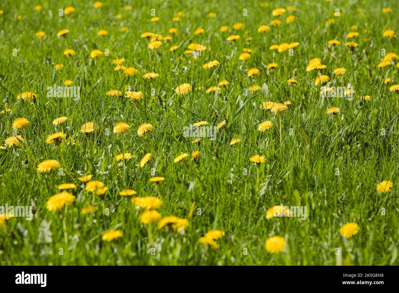 Green grass lawn overgrown with invasive yellow Taraxacum officinale ...