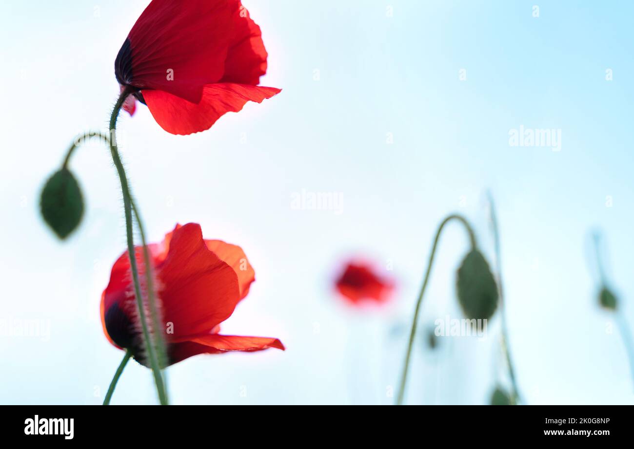 Poppy field at sunset with beautiful red flowers backlit by setting sun ...