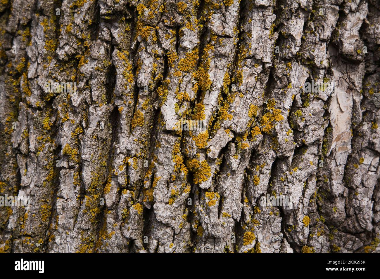 Yellowish bark tree trunk hi-res stock photography and images - Alamy