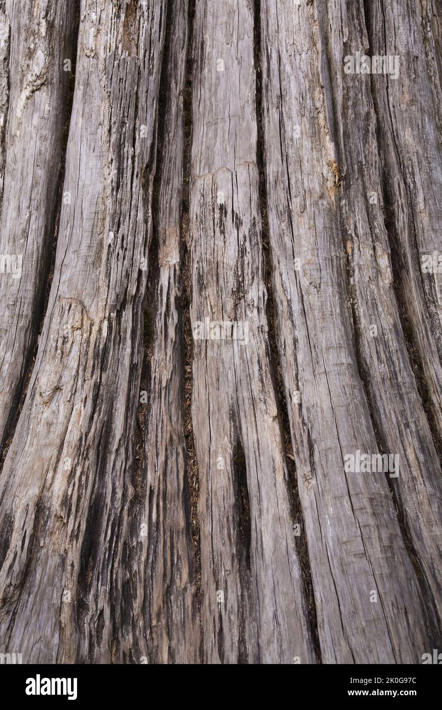 Large smooth trunk hi-res stock photography and images - Alamy