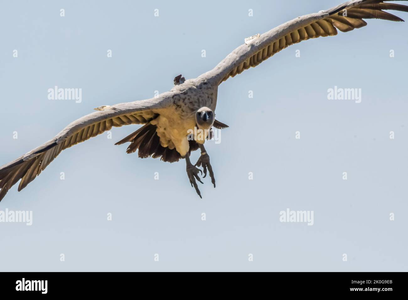 Cape Griffon vulture in Giant's castle South Africa Stock Photo - Alamy