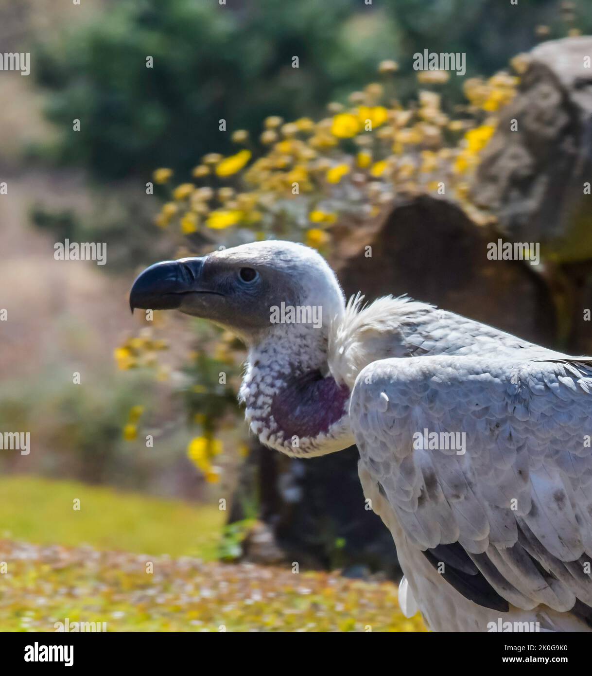 Cape Griffon vulture in Giant's castle South Africa Stock Photo - Alamy