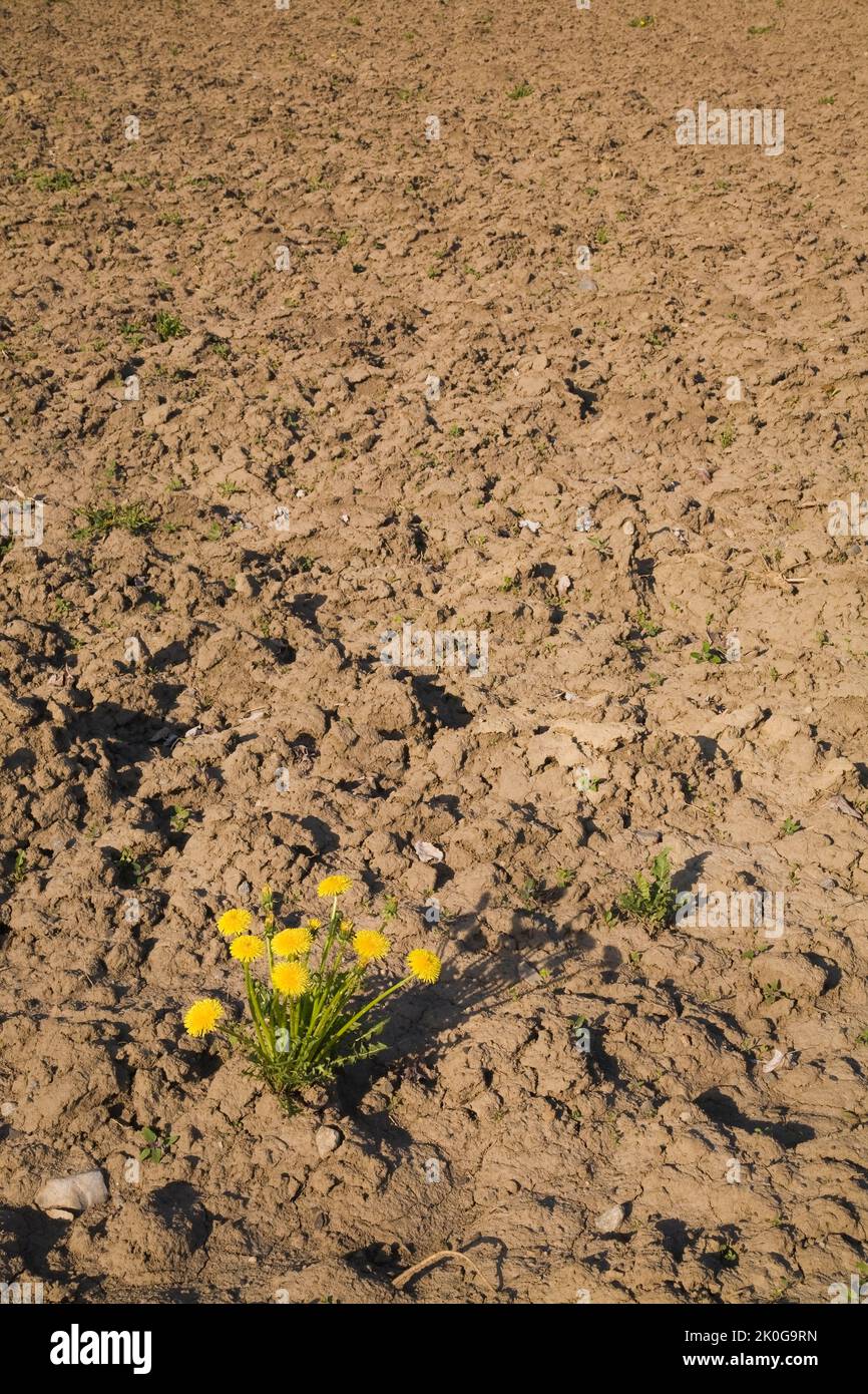 Yellow Taraxacum officinale - Dandelion flowers growing in parched ...