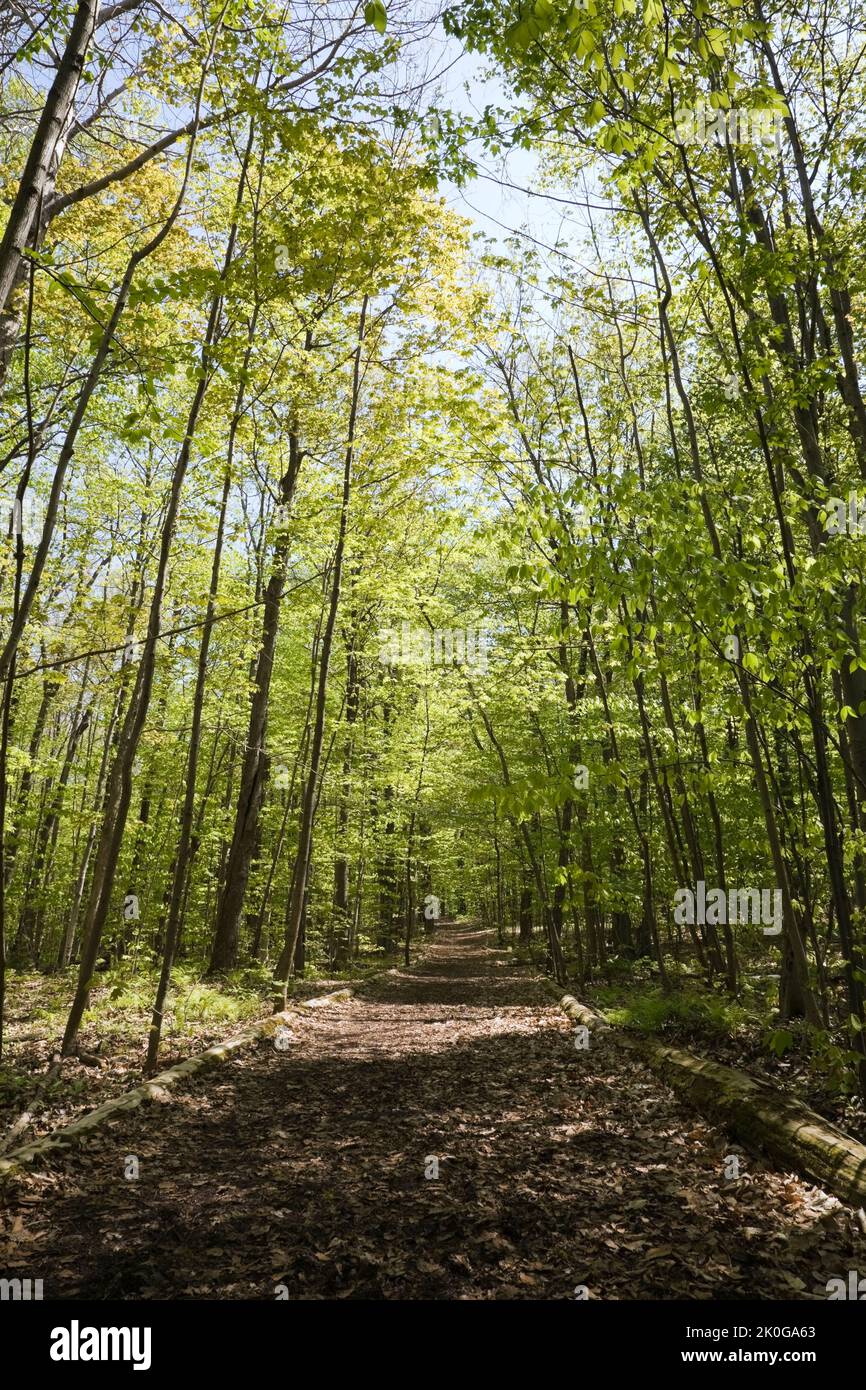 Straight foot paths hi-res stock photography and images - Alamy