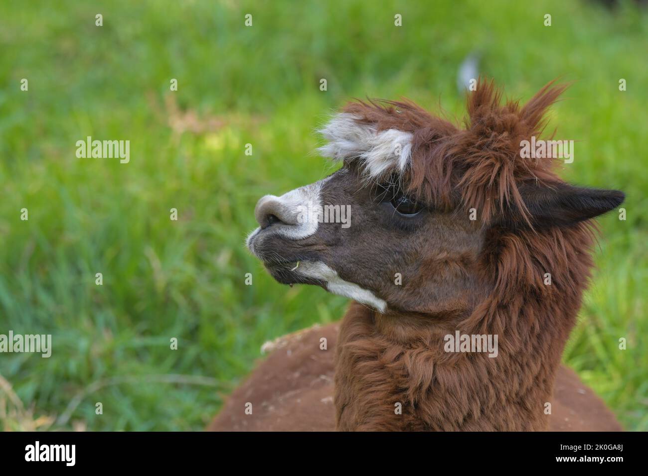 Alpaca isolated portrait in a farm in South Africa Stock Photo - Alamy