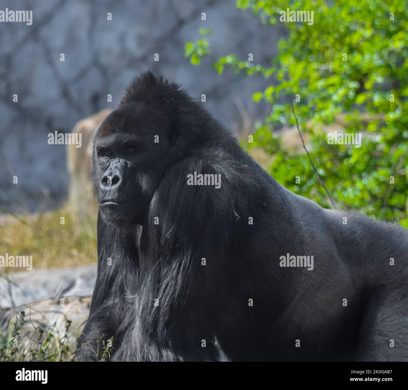 An isolated and lonely silverback gorilla in zoo Stock Photo - Alamy