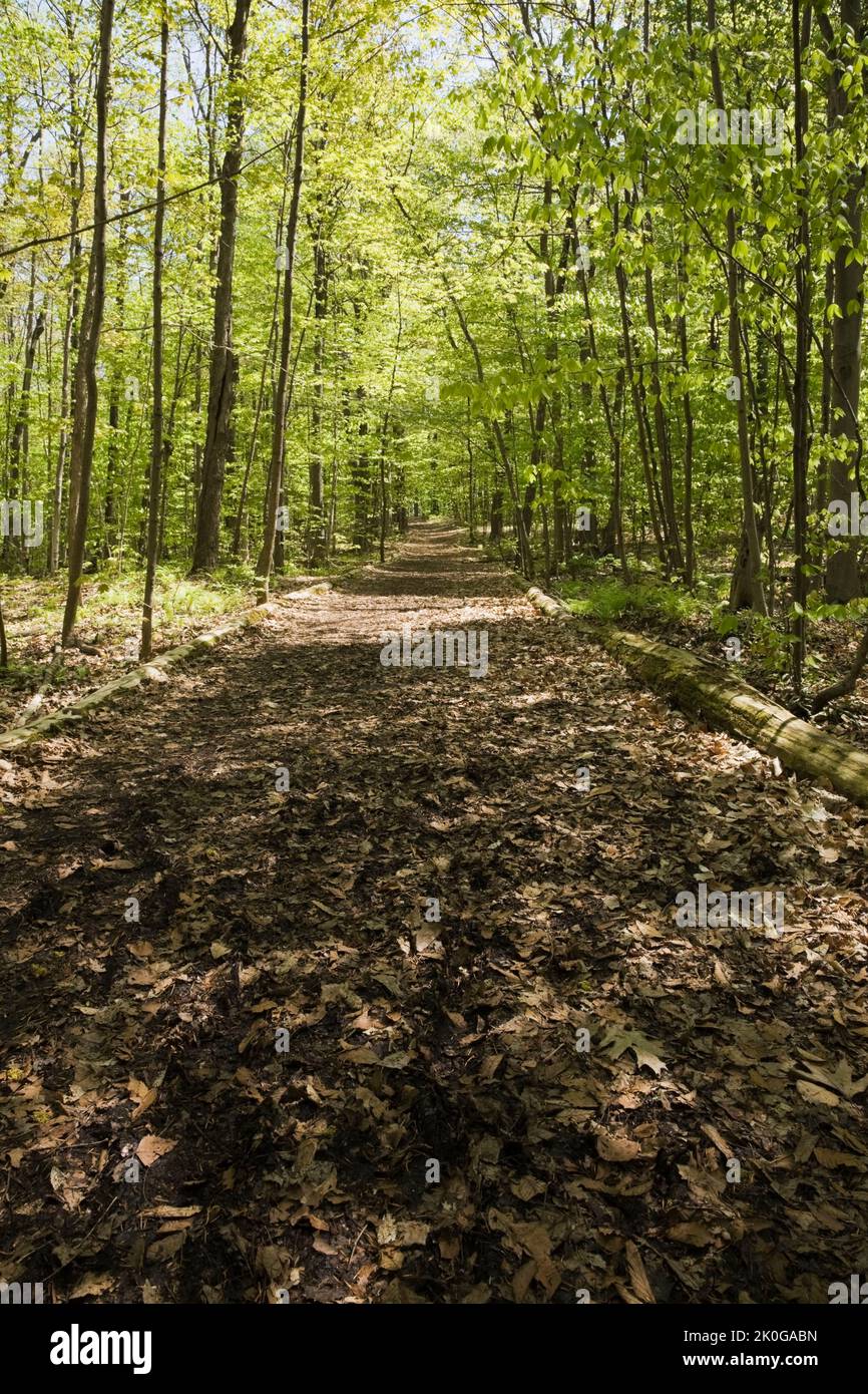 Walking path through a forest of deciduous trees in spring Stock Photo ...