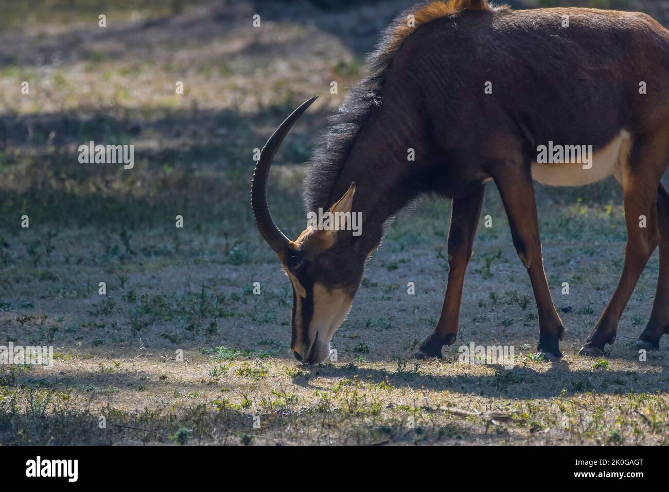 Giant sable antelope in South African nature reserve Stock Photo - Alamy
