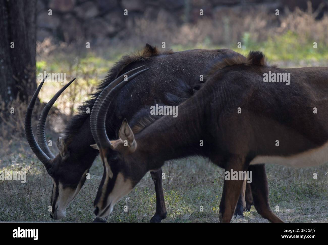 Giant sable antelope in South African nature reserve Stock Photo - Alamy