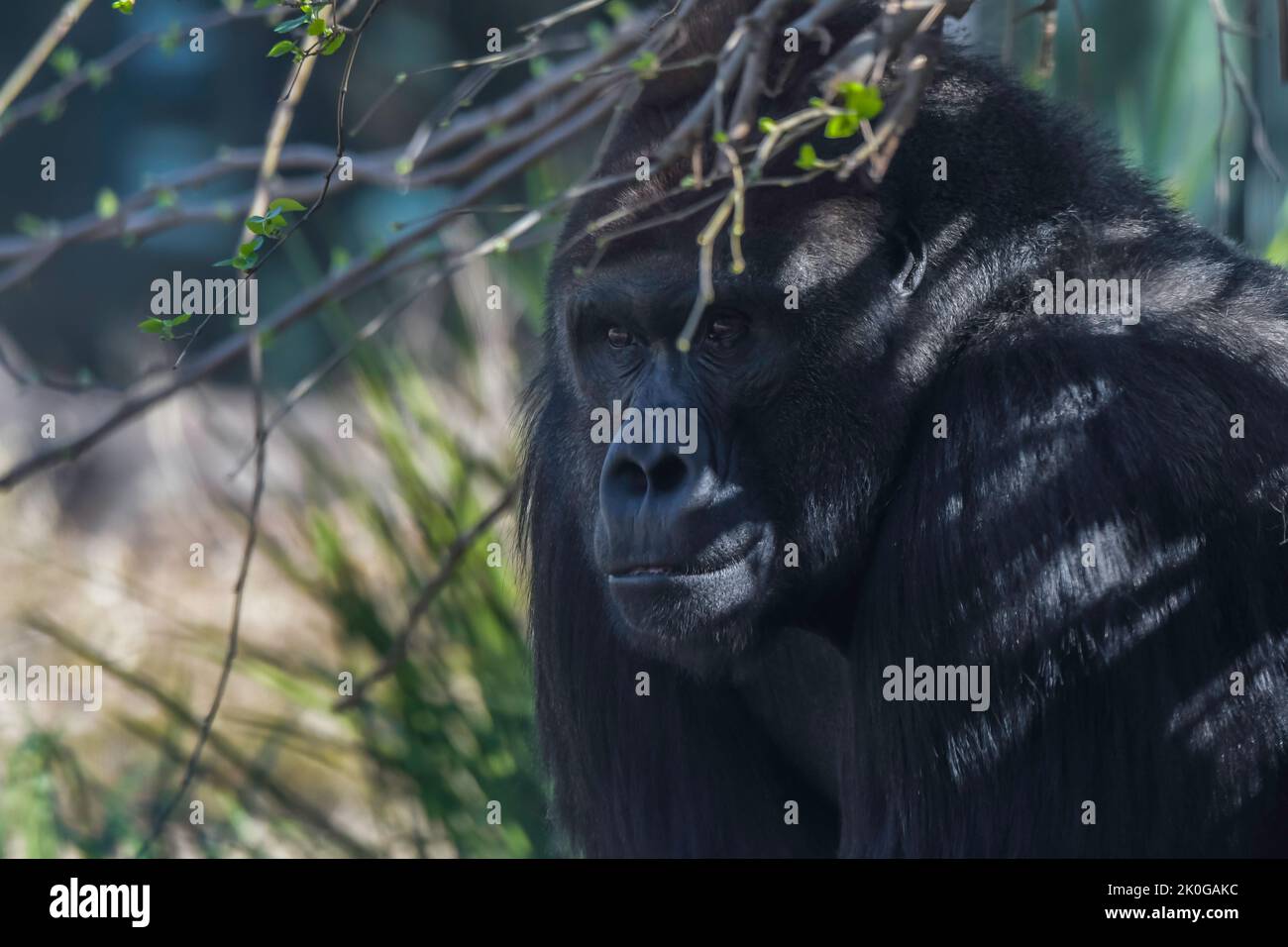 Silverback gorillas gabon hi-res stock photography and images - Alamy