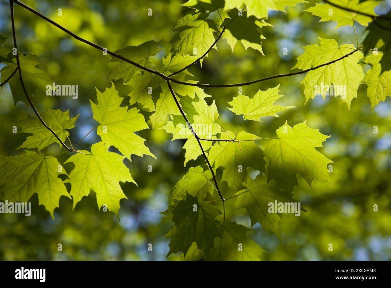 Backlit Acer - Maple tree leaves in spring Stock Photo - Alamy