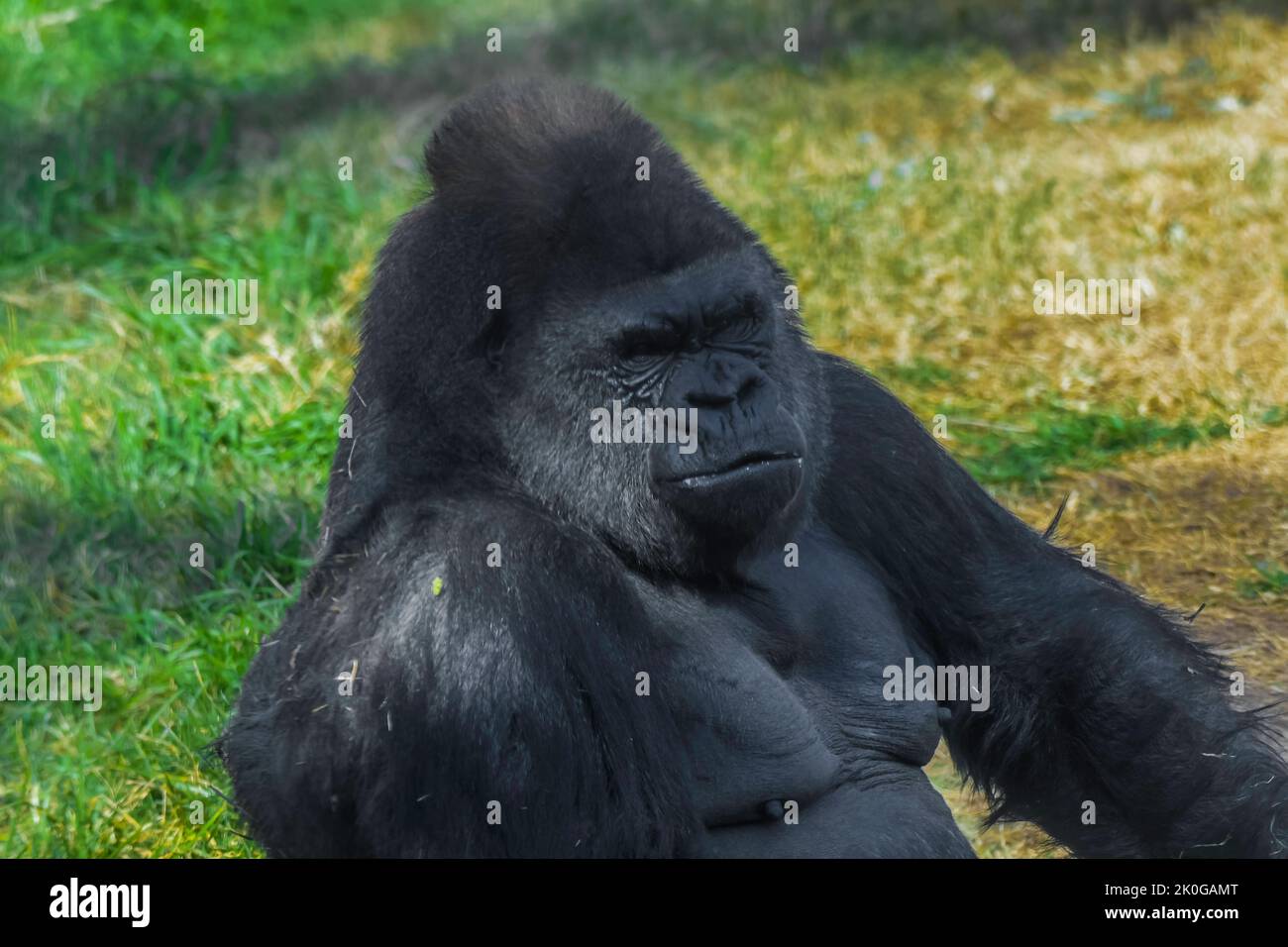 Isolated silverback mountain gorilla in zoo Stock Photo - Alamy