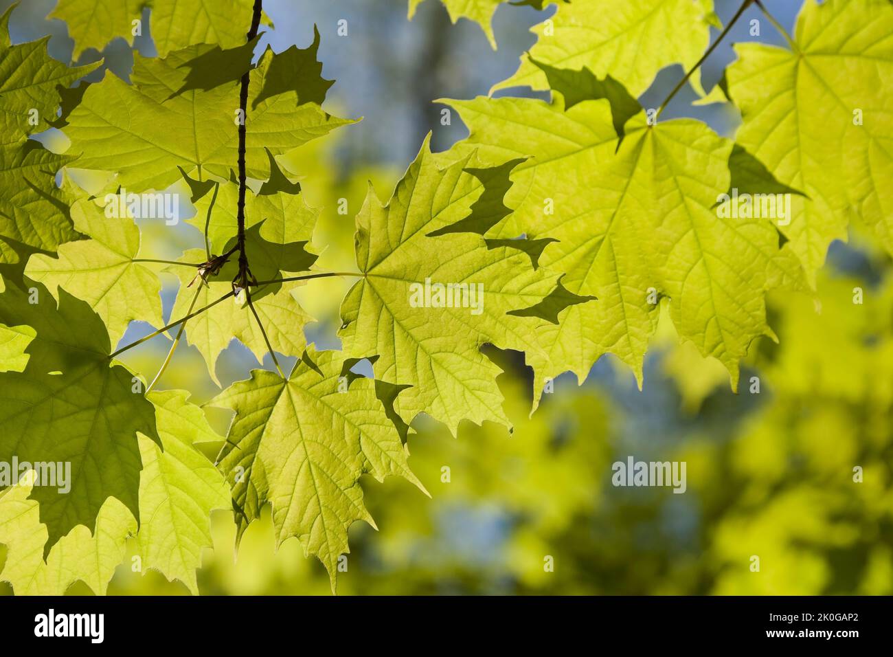 Backlit Acer - Maple tree leaves in spring Stock Photo - Alamy