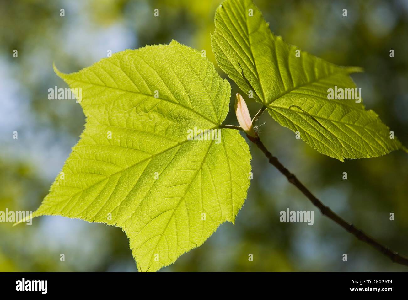 Upclose portraits hi-res stock photography and images - Alamy