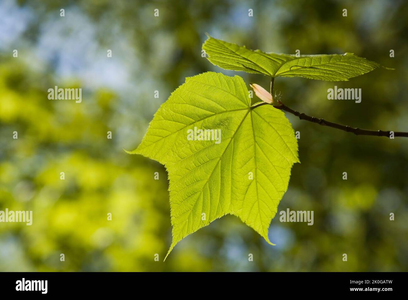Two leafy branches hi-res stock photography and images - Alamy