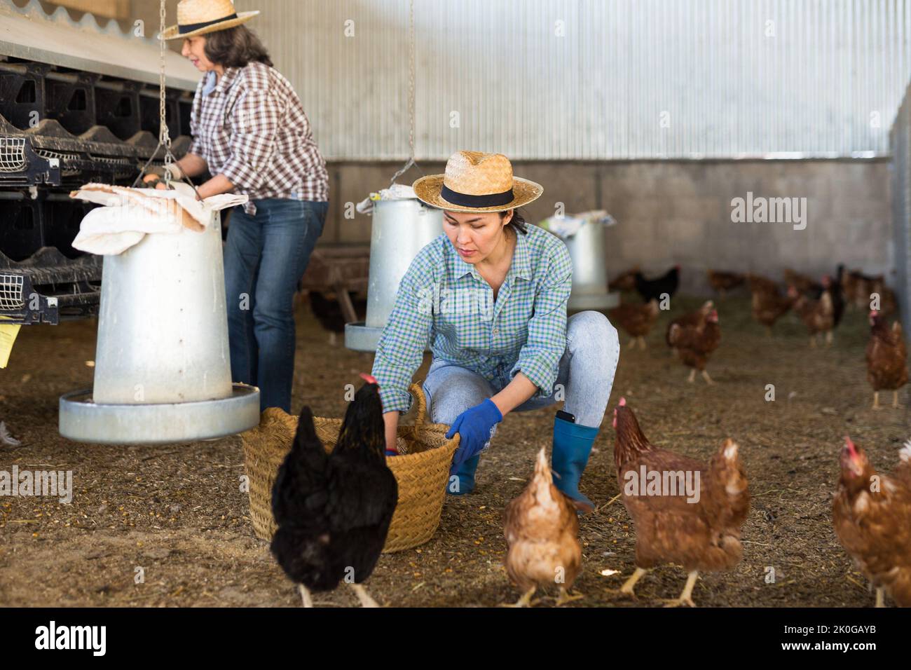 Female farmers working in henhouse, feeding poultry Stock Photo - Alamy