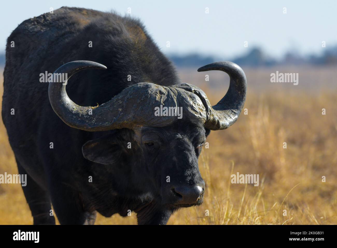 African Buffalo bull portrait with big horns in Rietvlei nature reserve ...