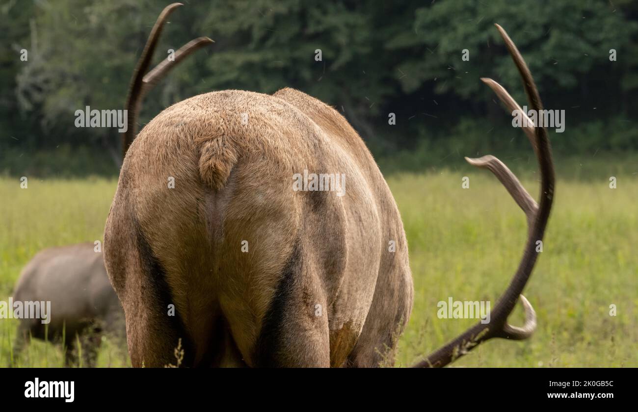 Bull testicles hi-res stock photography and images - Alamy
