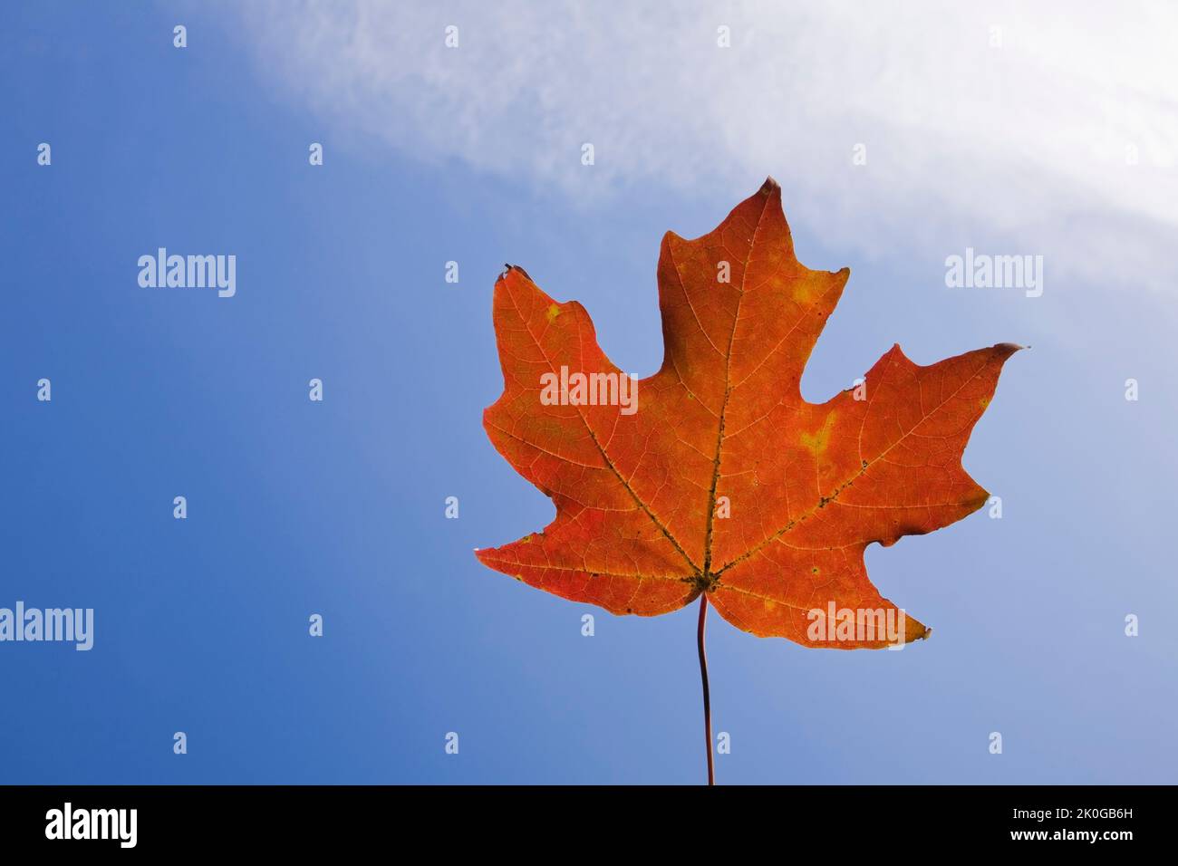 Leaf veins upclose hi-res stock photography and images - Alamy