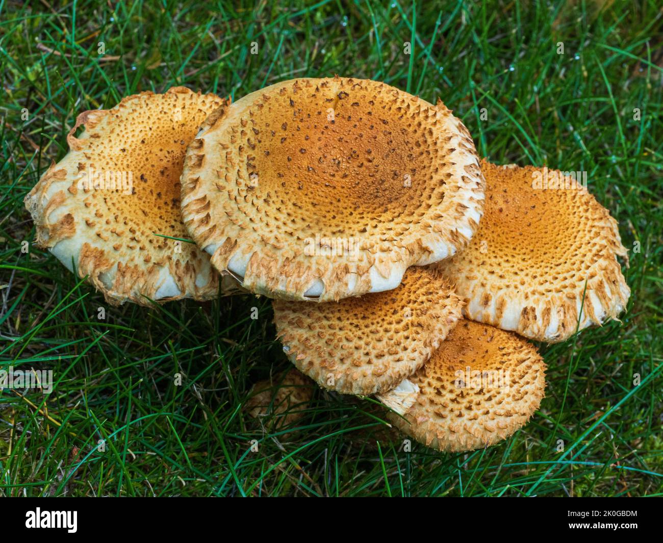 Shaggy Scalycap Mushroom in Alaska Stock Photo - Alamy